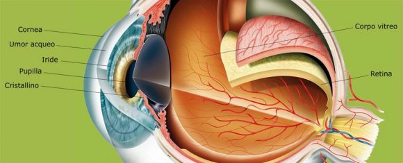L'occhio e la vista | MyEdu