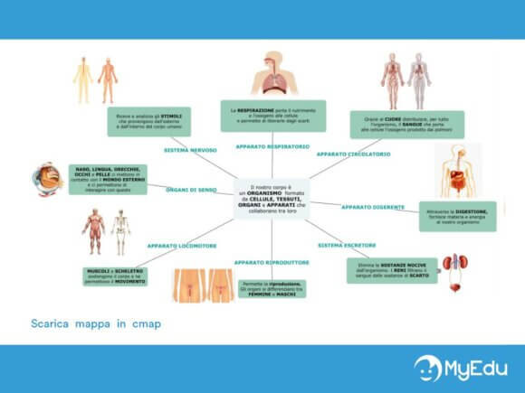 Il corpo umano per la scuola primaria - com'è fatto?
